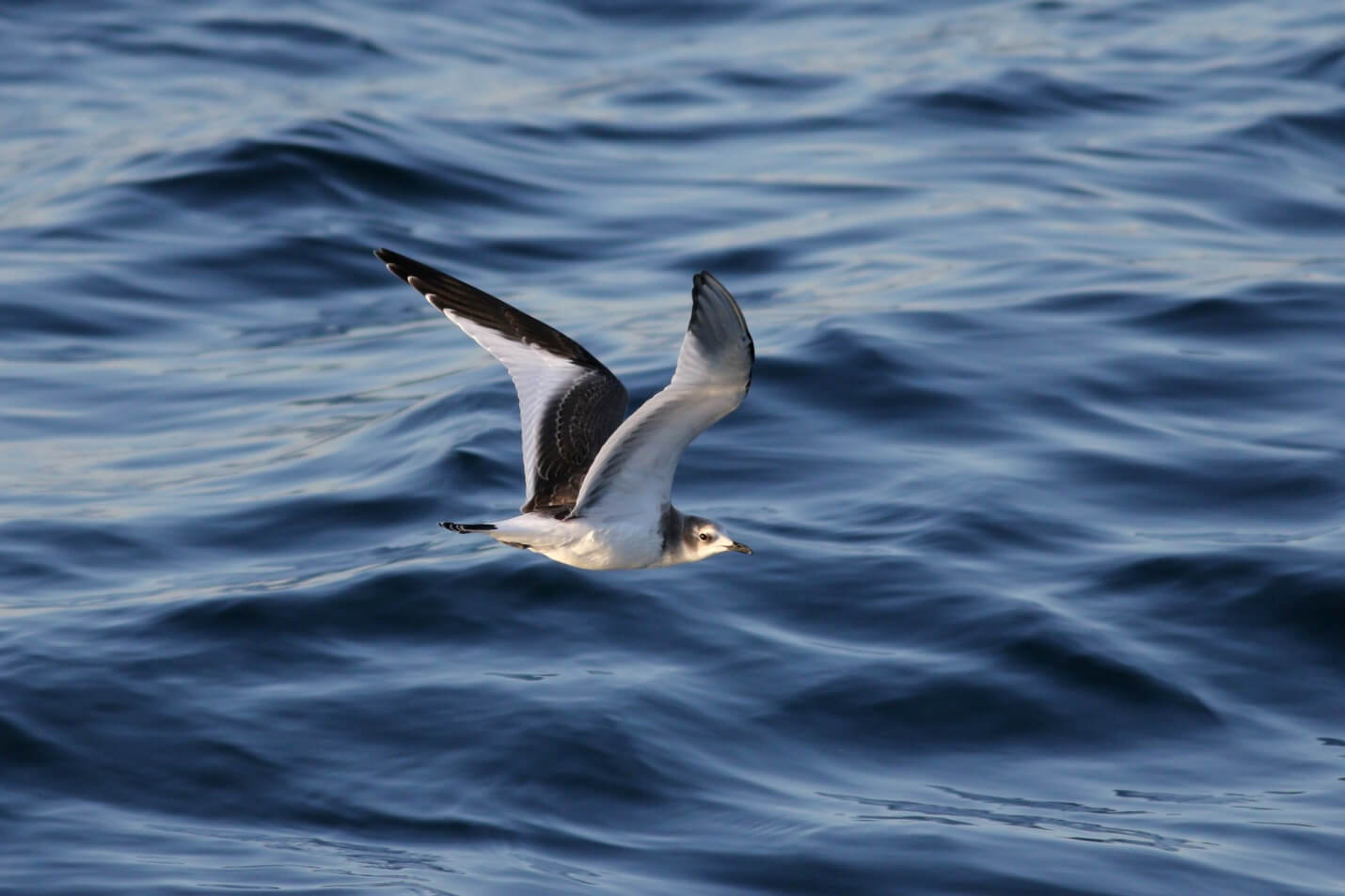 Brookline Bird Club “Extreme Pelagic” September 21-22, 2019 – Brookline ...