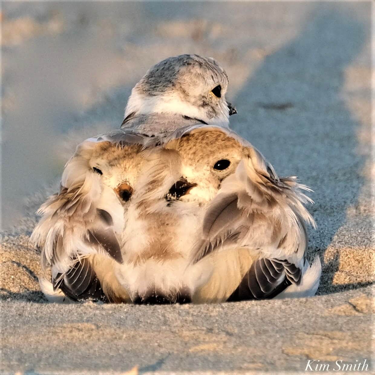 Piping Plover Donation – Brookline Bird Club