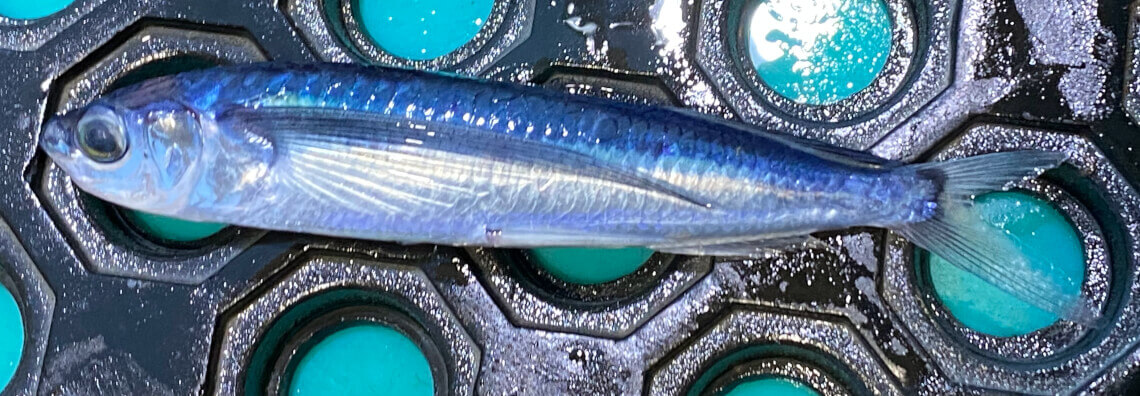 BBC Extreme Pelagic August 27-28, 2022 – Trip Report – Brookline Bird Club