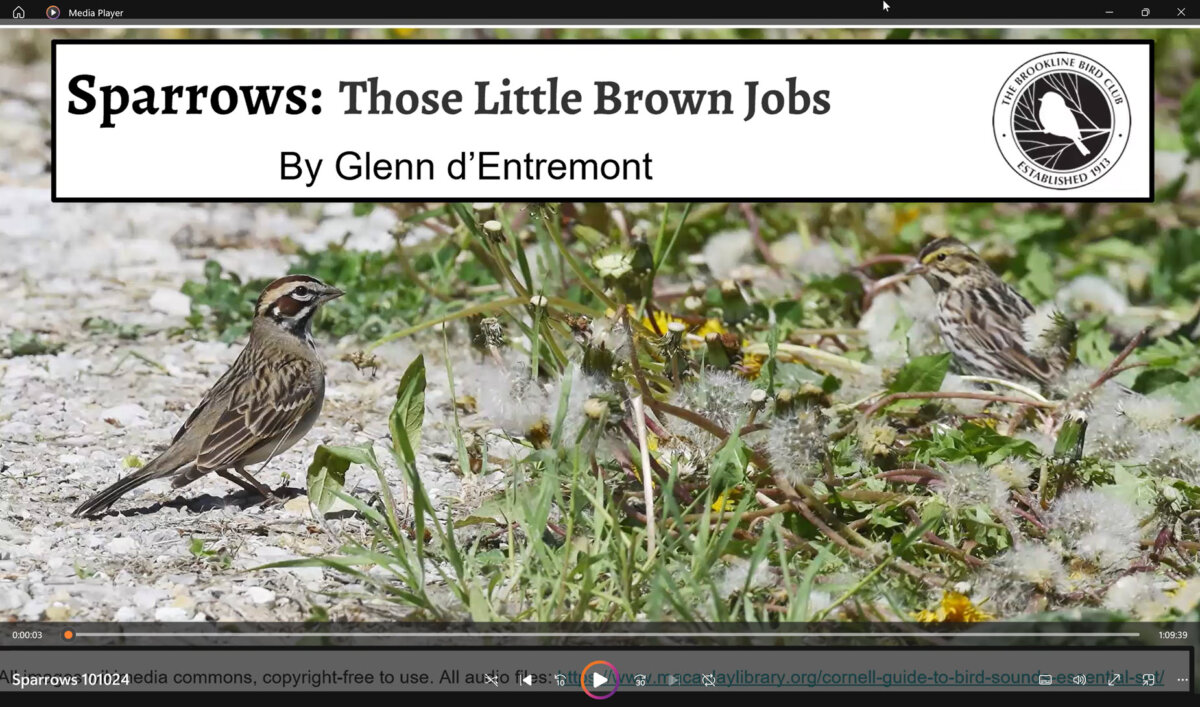 Brookline Bird Club – America's Most Active Bird Club