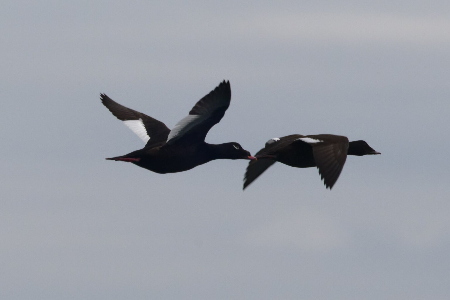 Successful Pelagic Trip to Nantucket Shoals – Brookline Bird Club